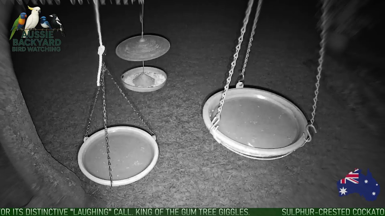 Aussie Backyard Bird Watching Live Stream - YouTube