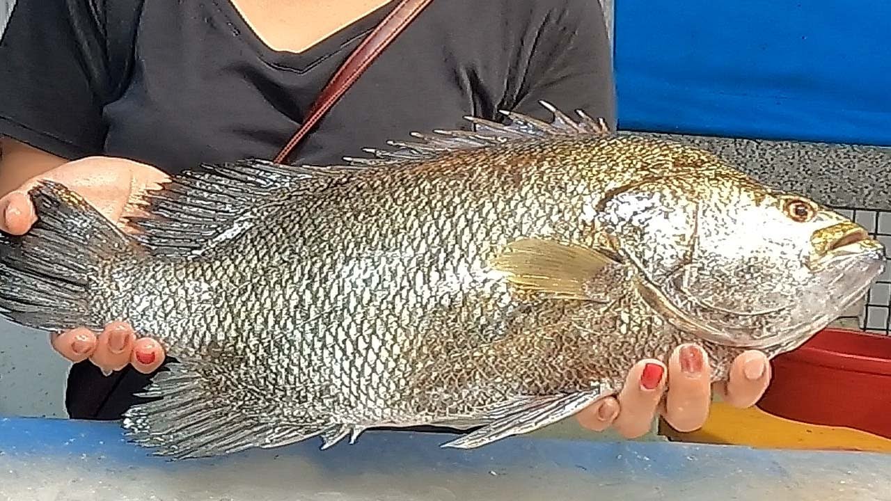 How to fillet and cook Black grunt ( Tripletail Fish) - Taiwanese ...