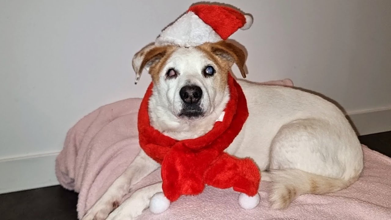 Bobo's message - YouTube