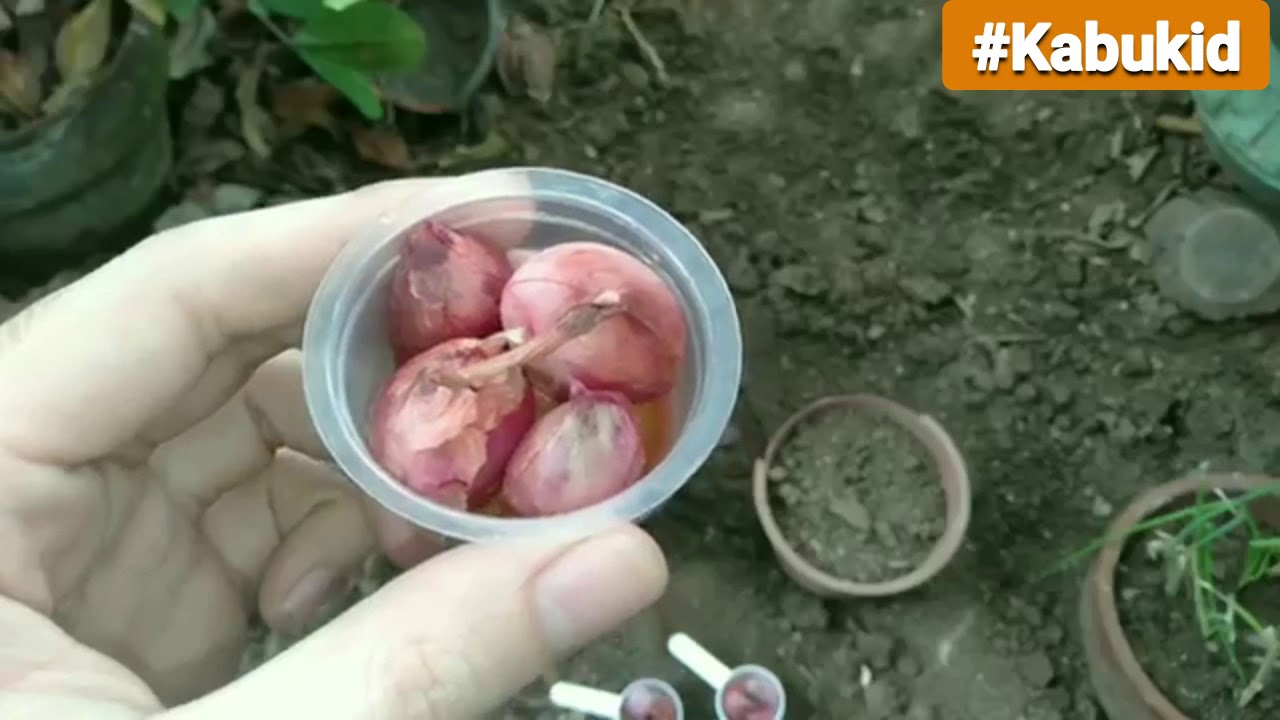 DIY Sibuyas Planting Step By Step - YouTube