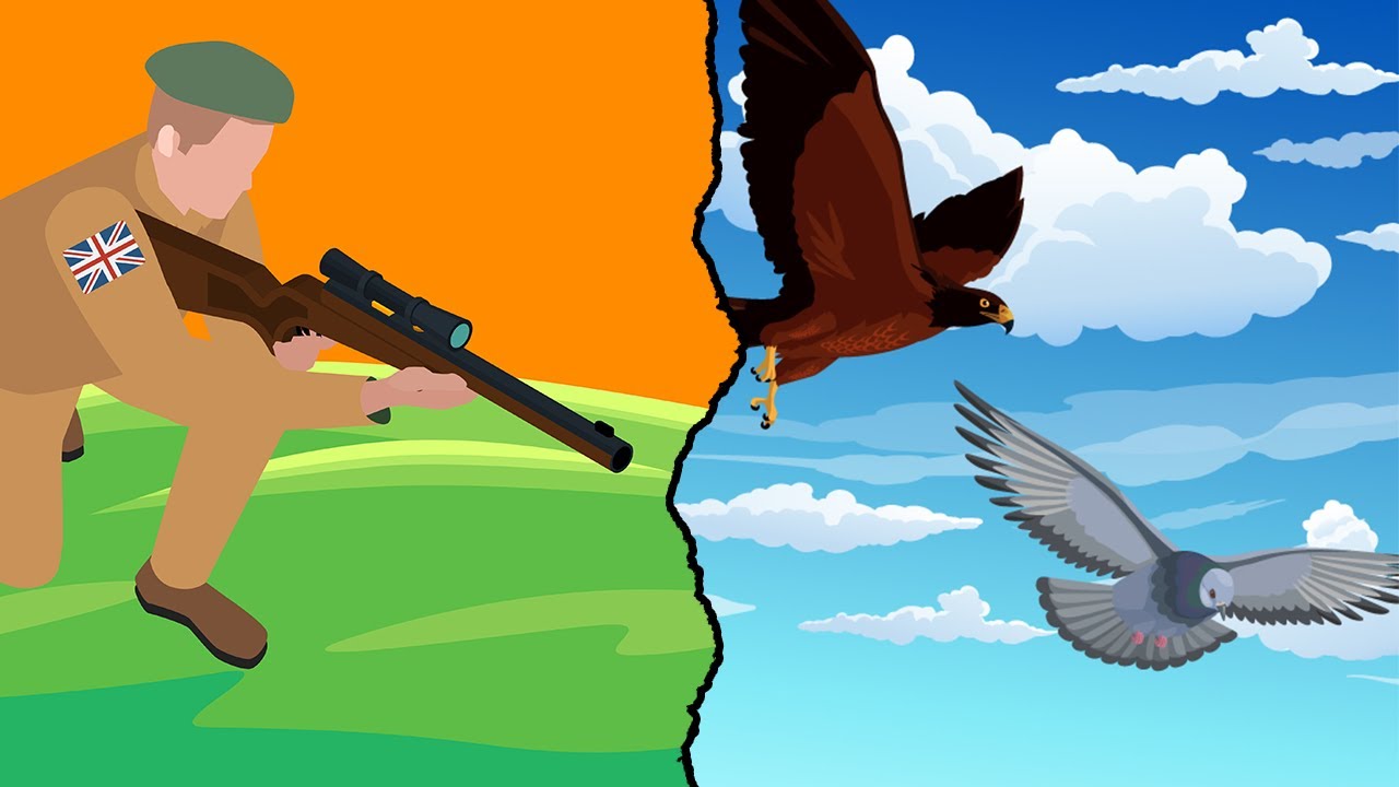 That Time the British Waged War on Hawks in WW2 - MI5 Falcon ...