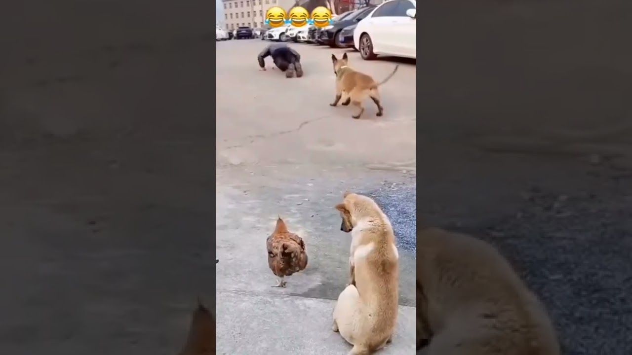 funny bog video🤣 - YouTube