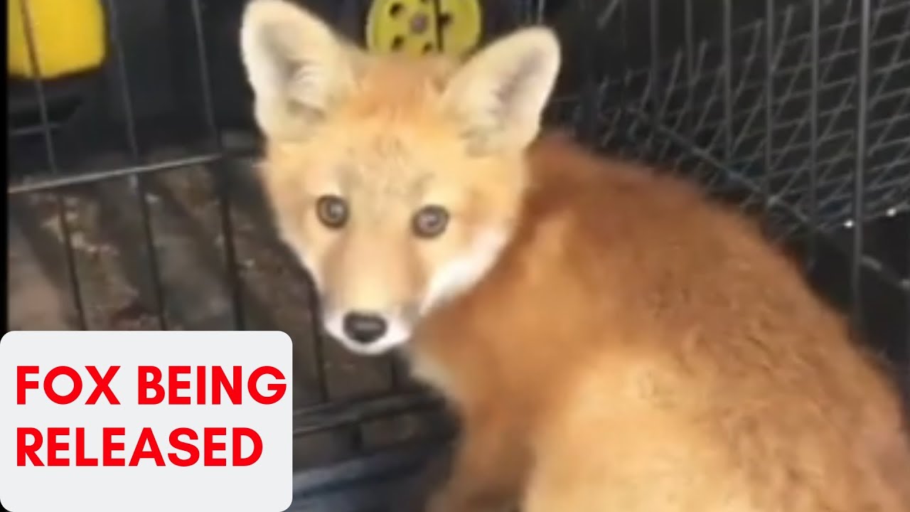 FOX BEING RELEASED AFTER HUMANE CAPTURE-Red Fox Removal Humane - YouTube