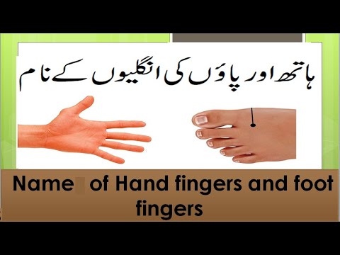 Hand finger Name in English | Foot fingers Name in English |Hand and ...