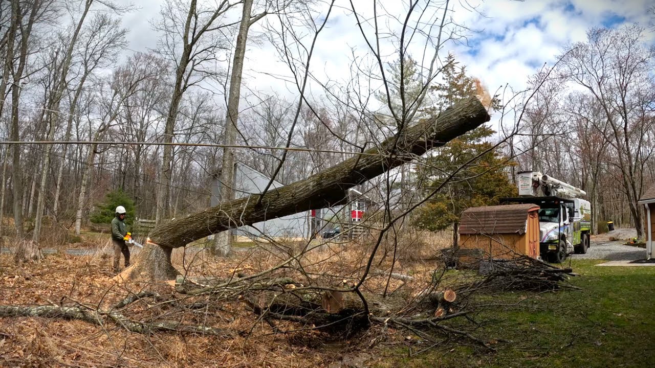 Customer Wanted This Tree GONE On A Rainy Day - YouTube