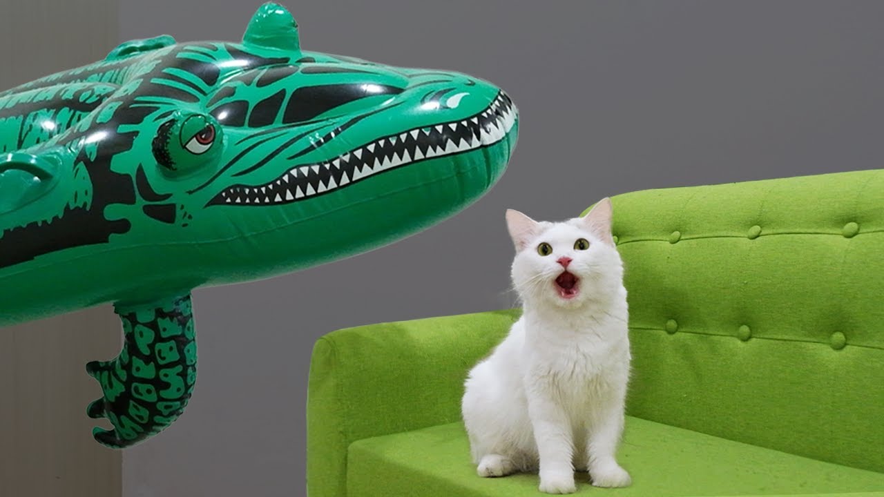 Cats Vs Alligator - YouTube