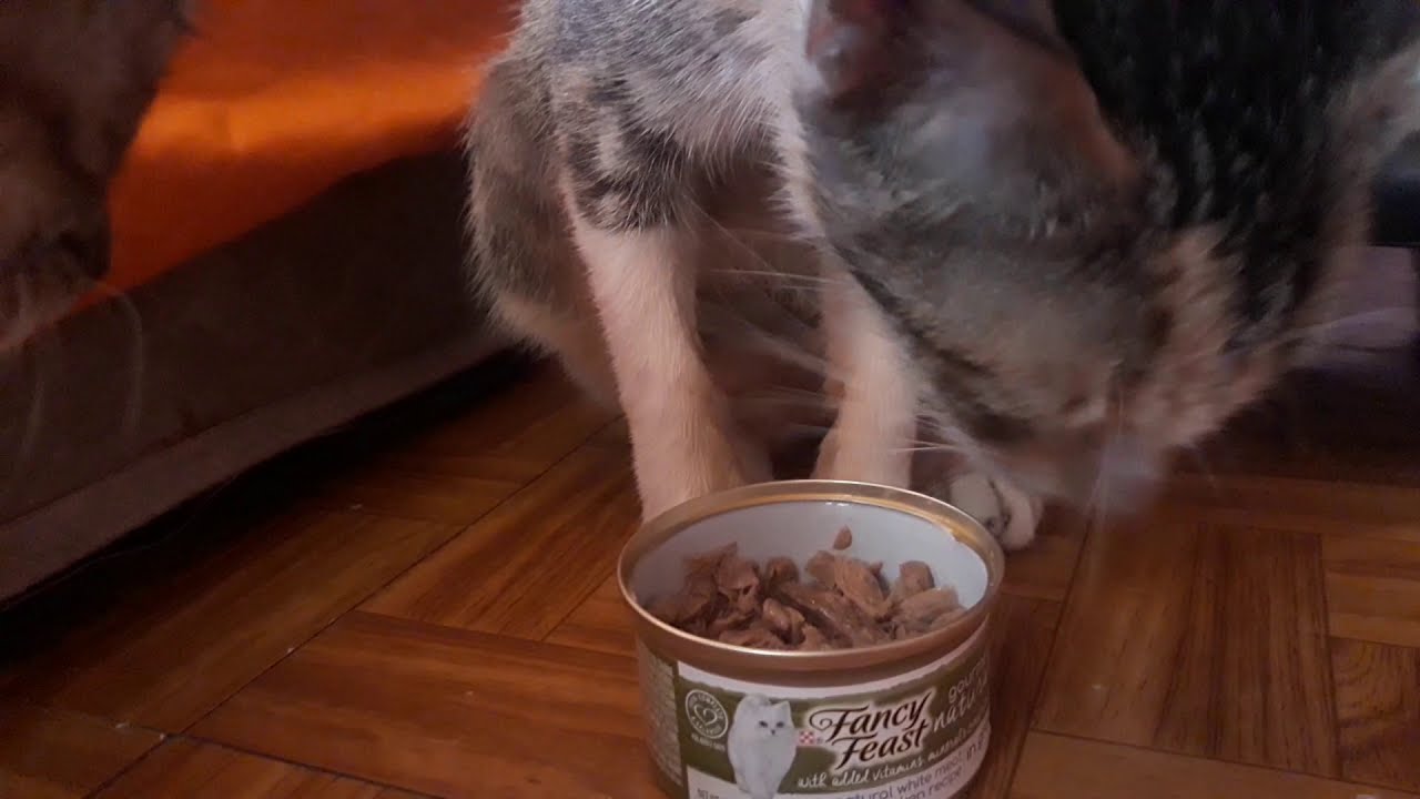 My cat "first time eating cat food" 😹😹😹 - YouTube
