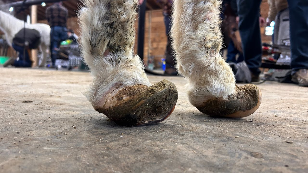 MINIATURE Donkey with TWISTED Hooves! - YouTube