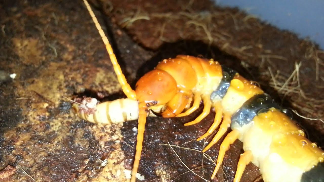 Scolopendra hardwickei (Indian Tiger Centipede) Vid 1 - YouTube