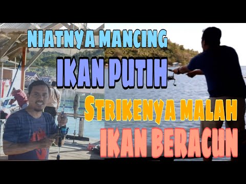MANCING IKAN PUTIH STRIKENYA IKAN BERACUN...Part 2