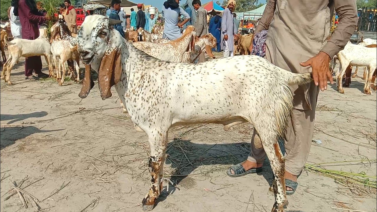 Luddan bakra Mandi pakistan makhi cheeni bakra Mandi 2024 Ajmal tv ...