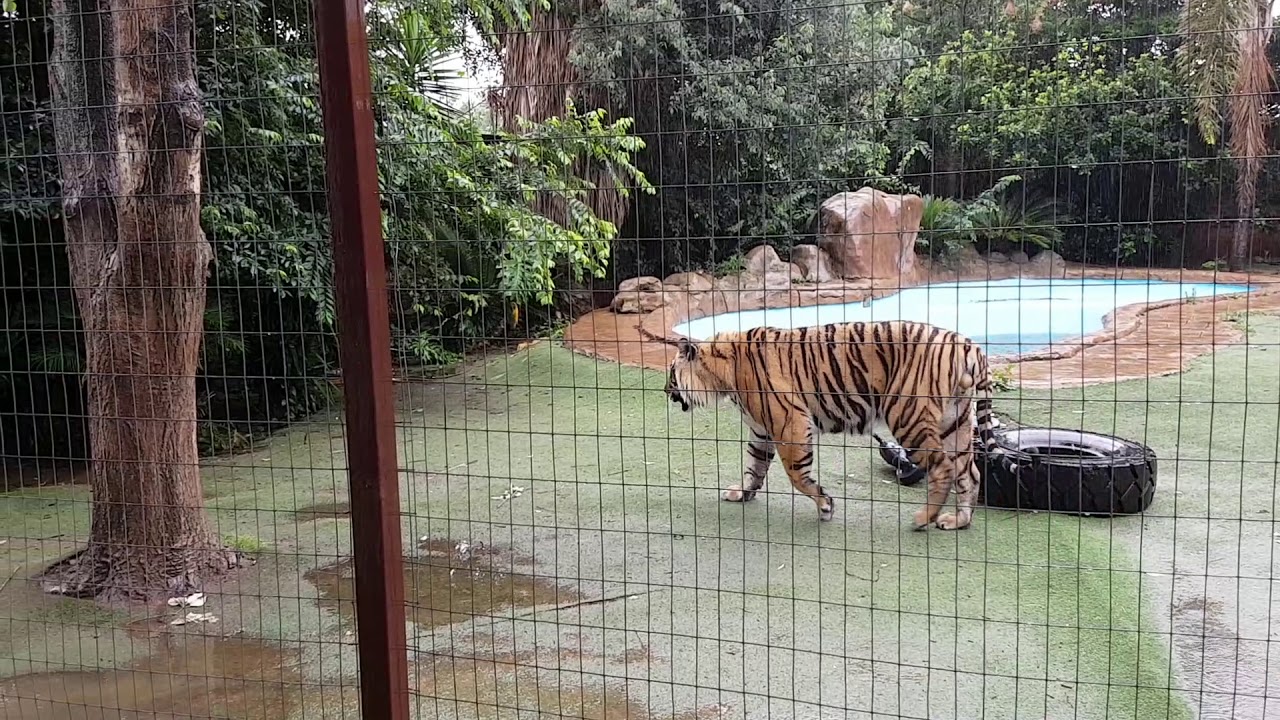Tigers in the rain and where to defrost their food in ! - YouTube