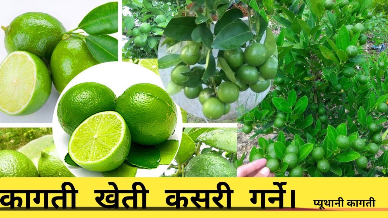 Kagati Kheti Kasari Garane||Kagati Kheti Garada Dhayn Dinu Parane Kura ...