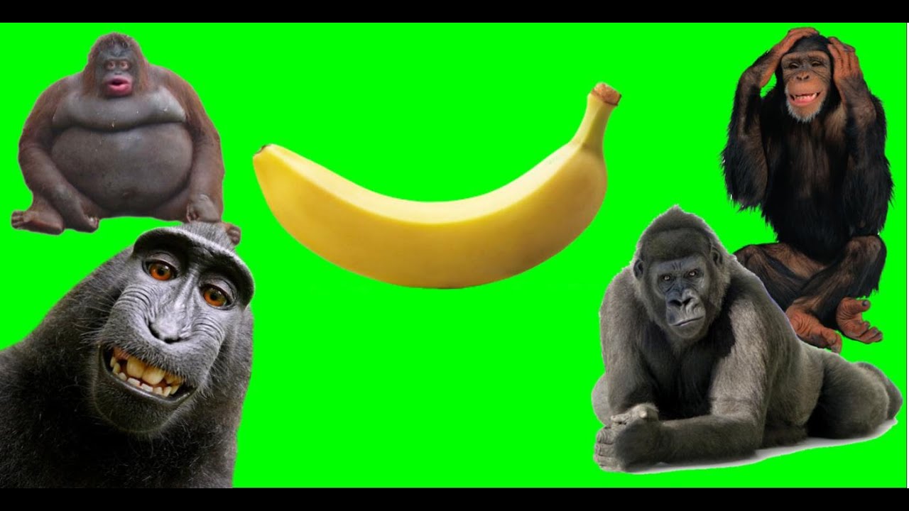 Monke - YouTube