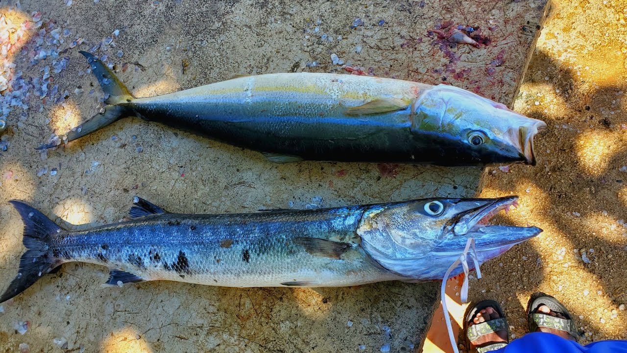 speared my biggest rainbow runner | fishing trip🇯🇲 - YouTube