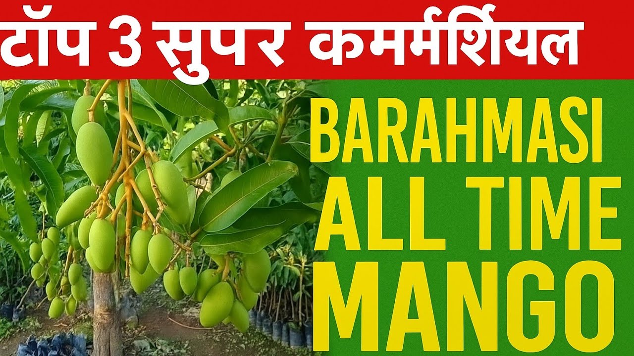 Top 3 Super Commercial All Time Mango | बारहमासी आम | सदाबहार आम गमले ...