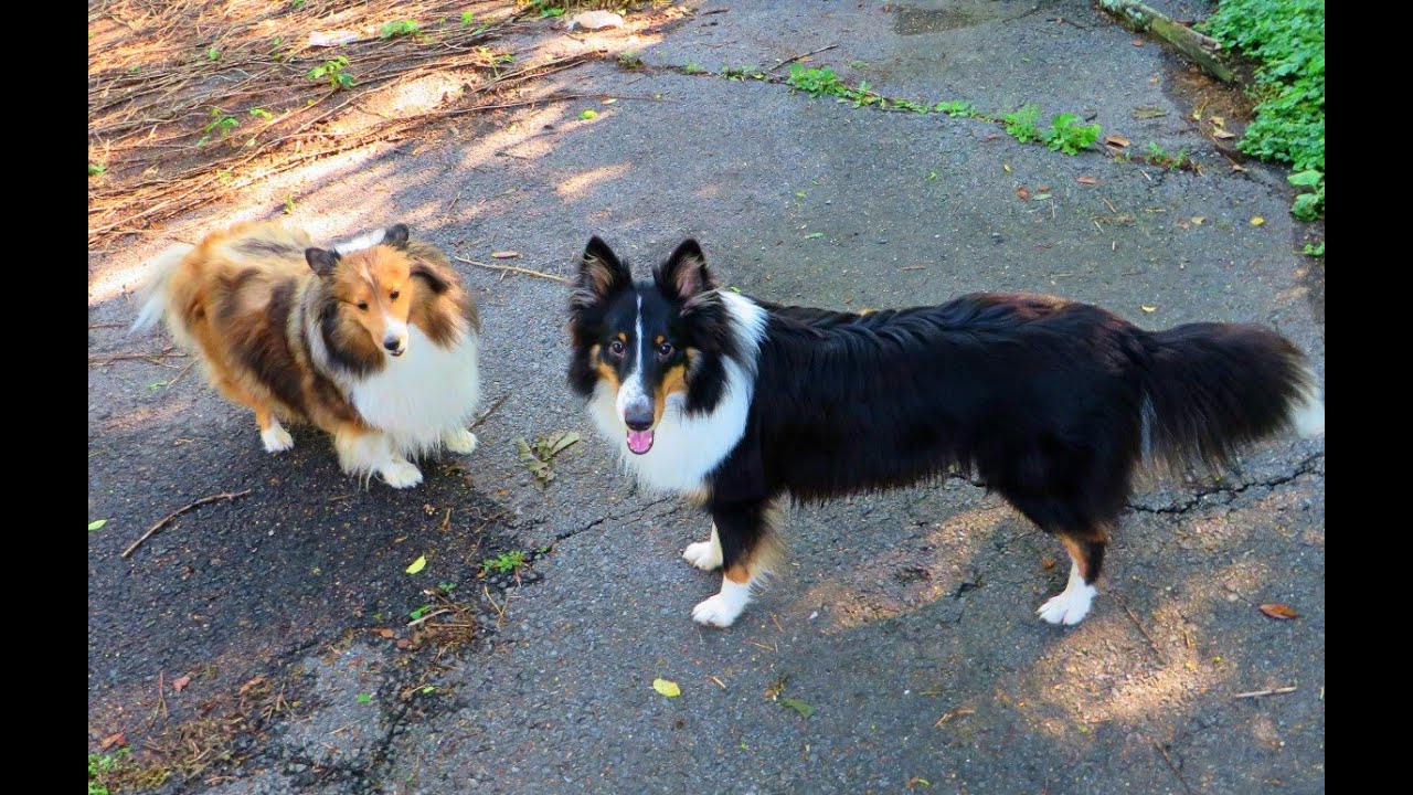Backyard Fun with Princess and Cash, Two Sweet Shelties in a Quest for ...