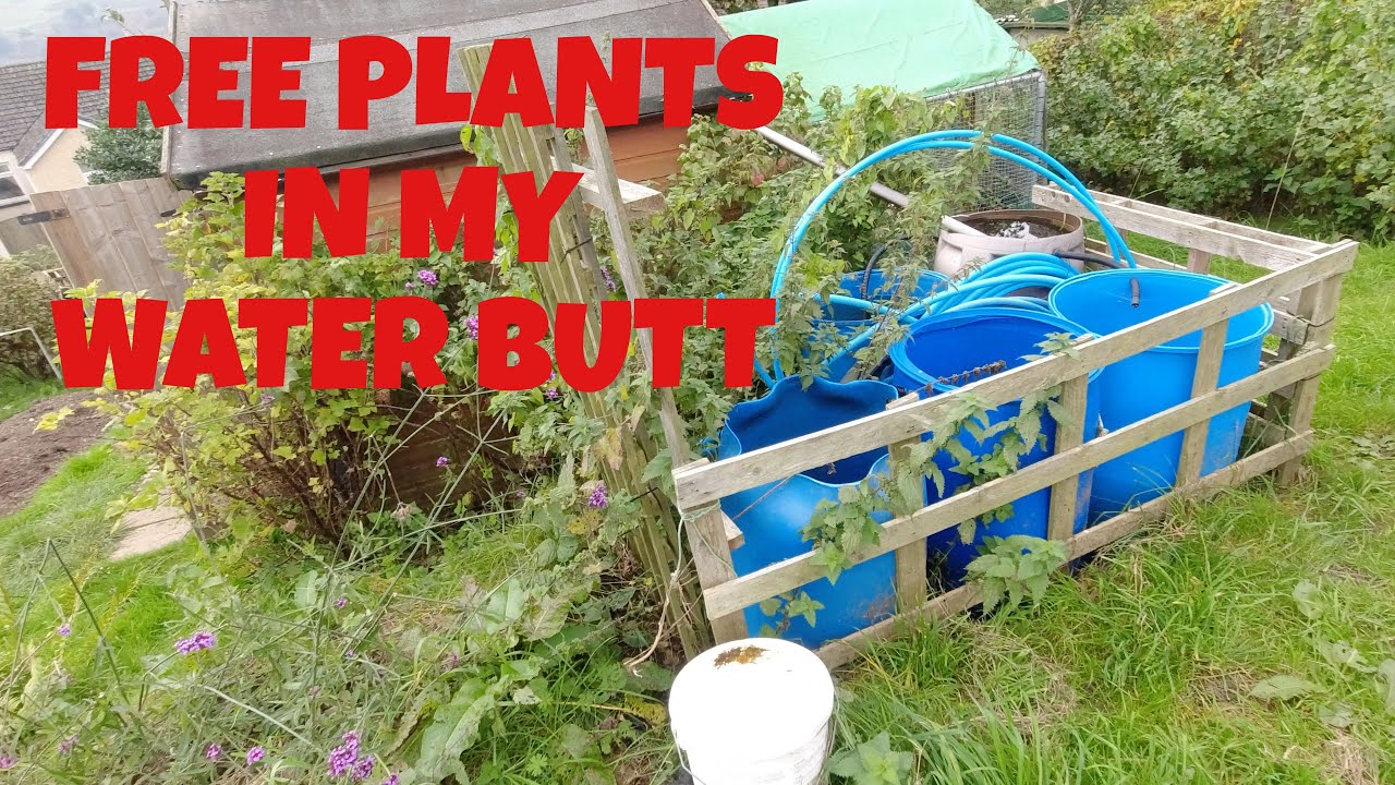 FREE Plants in my water Butt | A complete U-Turn | Allotments For Fun ...