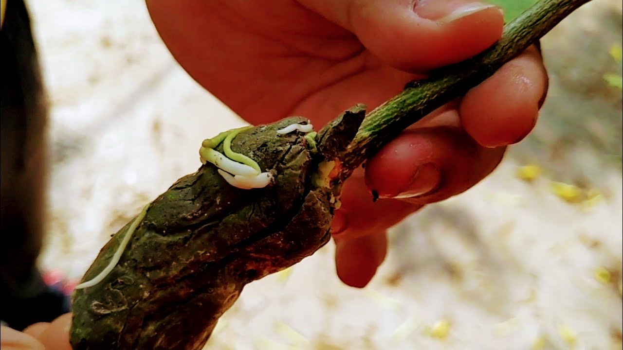 AIR LAYERING METHOD - YouTube