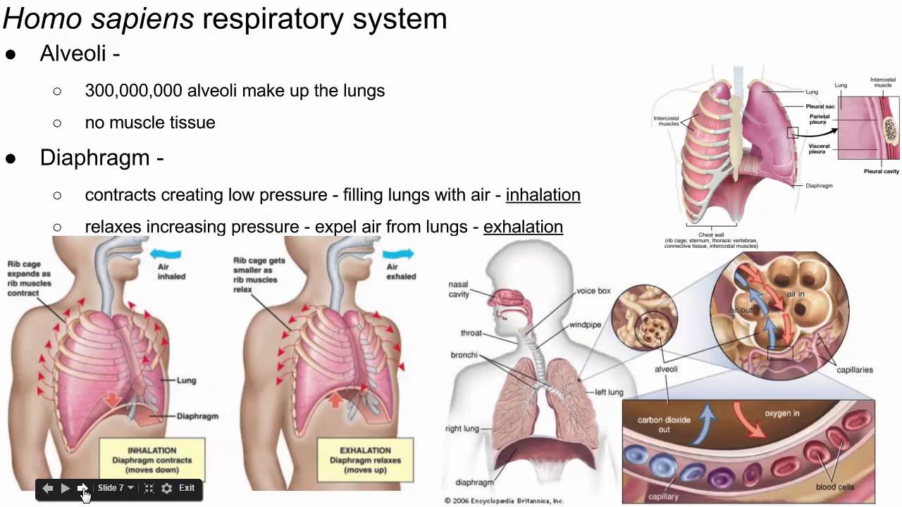 AP Bio Prep - Human External Respiration - YouTube