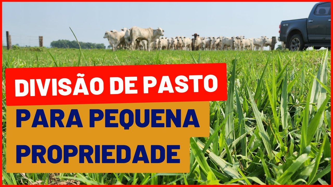 Projeto De DIVIS O DE PASTAGEM Para PEQUENA PROPRIEDADE YouTube projeto-de-divis-o-de-pastagem-para-pequena-propriedade-youtube