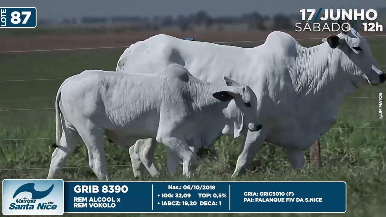 Lote 87 Gri B8390 Youtube