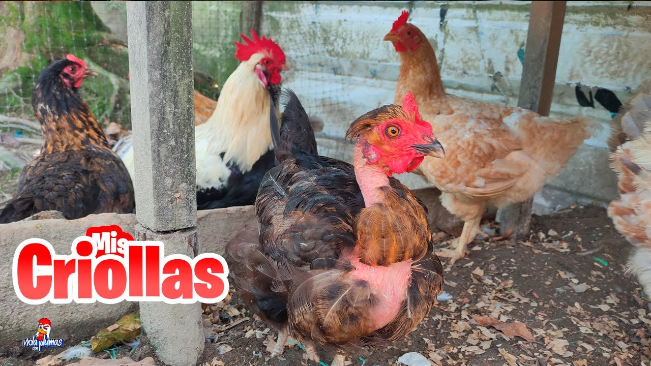 ASÍ VAN MIS GALLINAS CRIOLLAS - YouTube