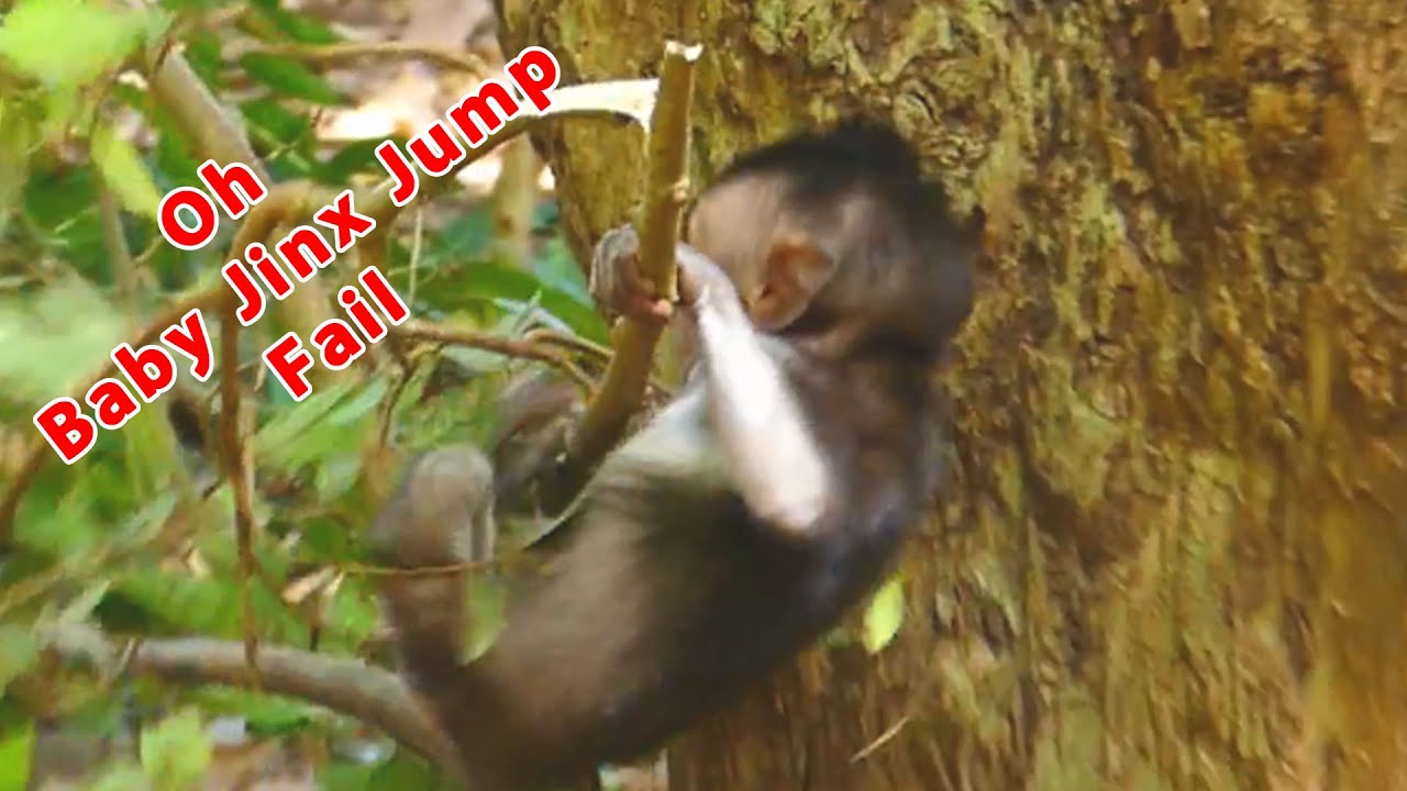 OMG! Baby monkey cutest baby jump fail on the trees - YouTube