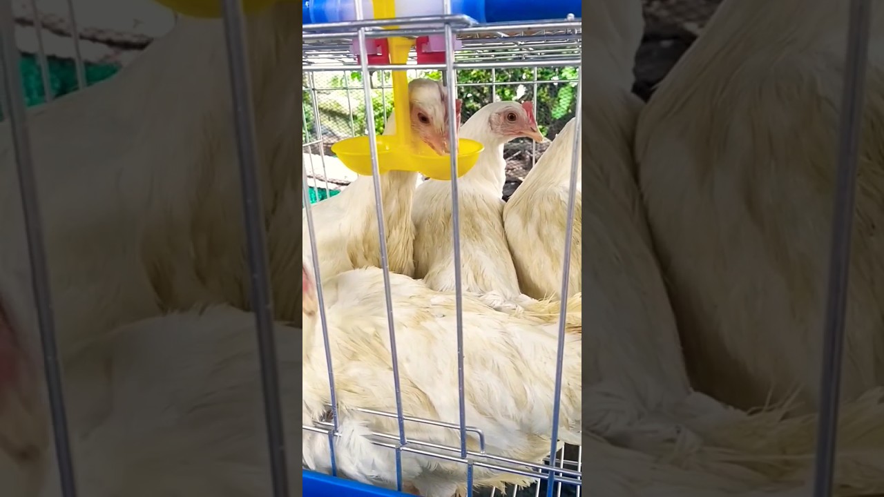 Arrival of RTL Chickens #eggbusiness #poultryfarming #readytolay - YouTube