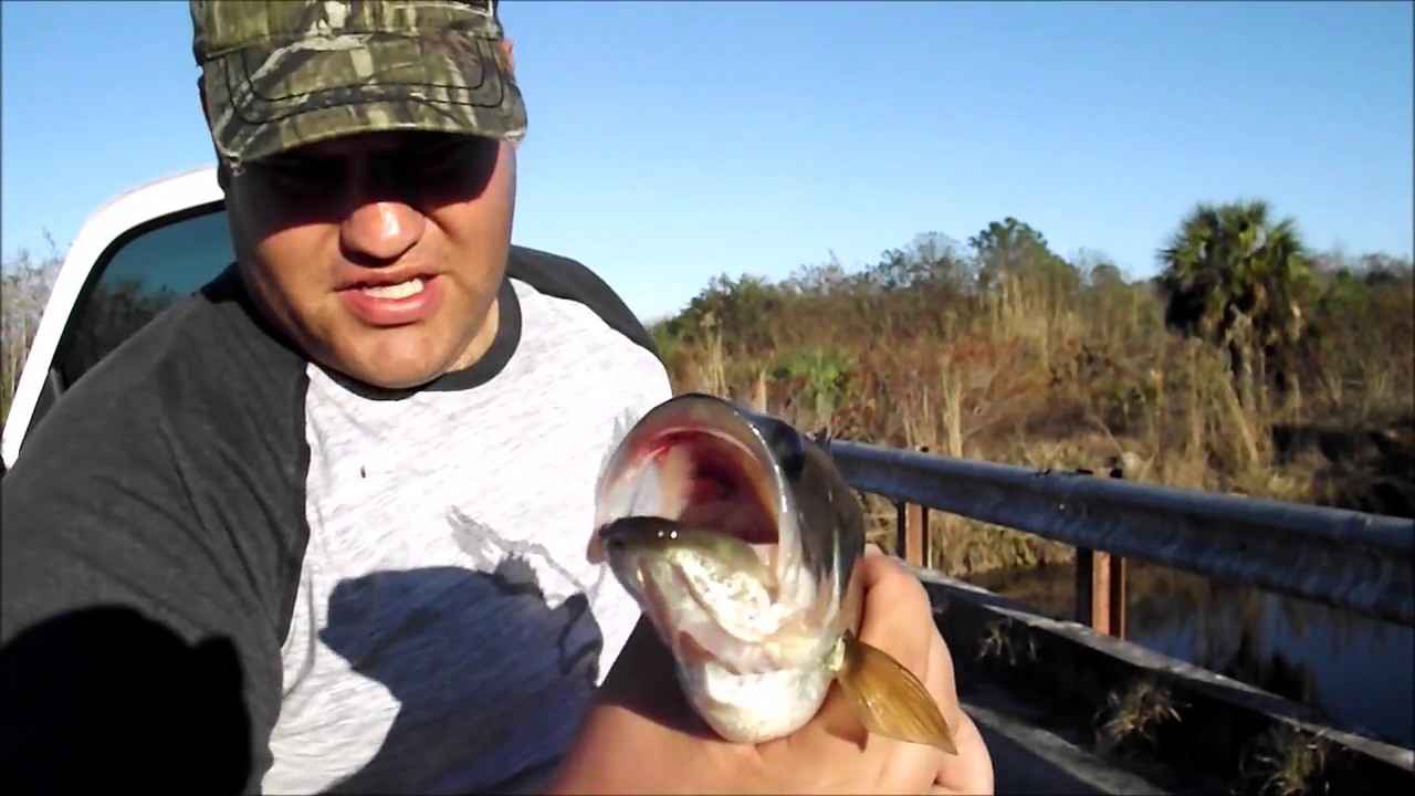 Bobcat Walks Up To Me while Fishing Everglades - YouTube