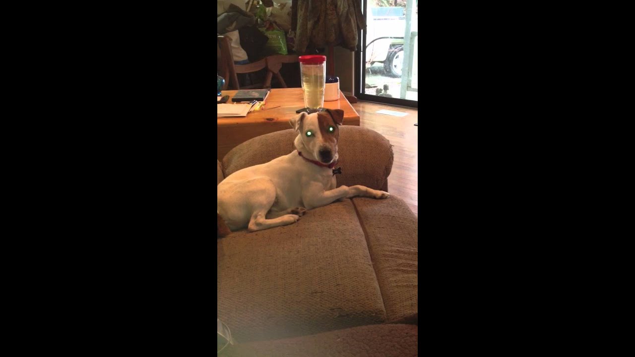 Scary Jack Russell Terrier - YouTube