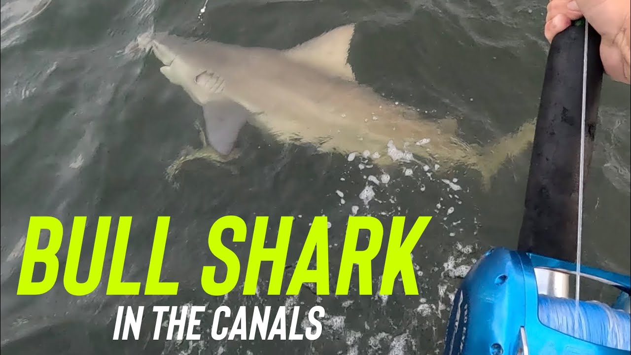 Catching BULL SHARKS in the Canals - YouTube