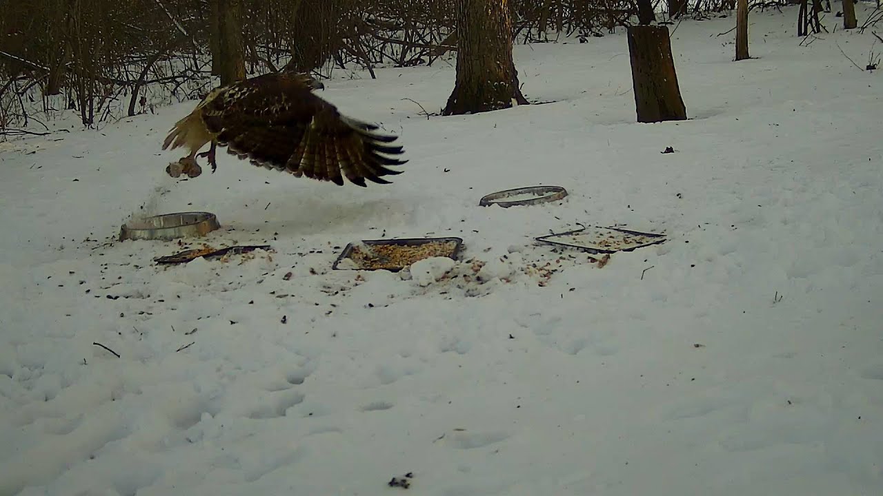 20221225 hawk, fox, and bread eating deer - YouTube