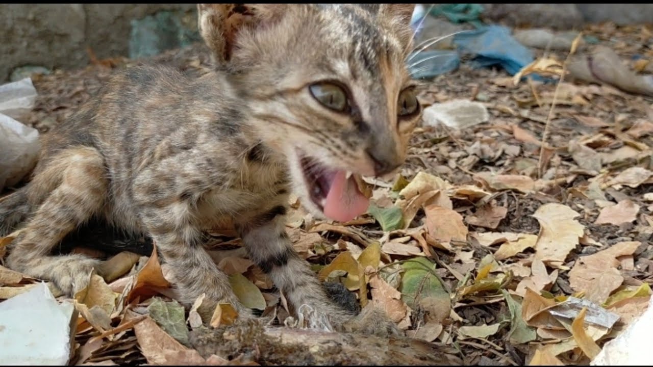 the weak kitten is eating the bone | funny kitten - YouTube