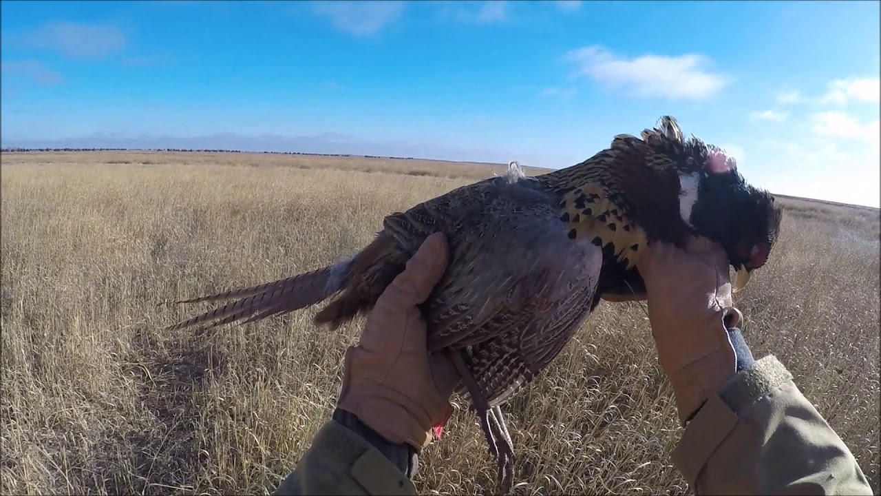 A Colorado Pheasant Hunt - January 19, 2019 - YouTube
