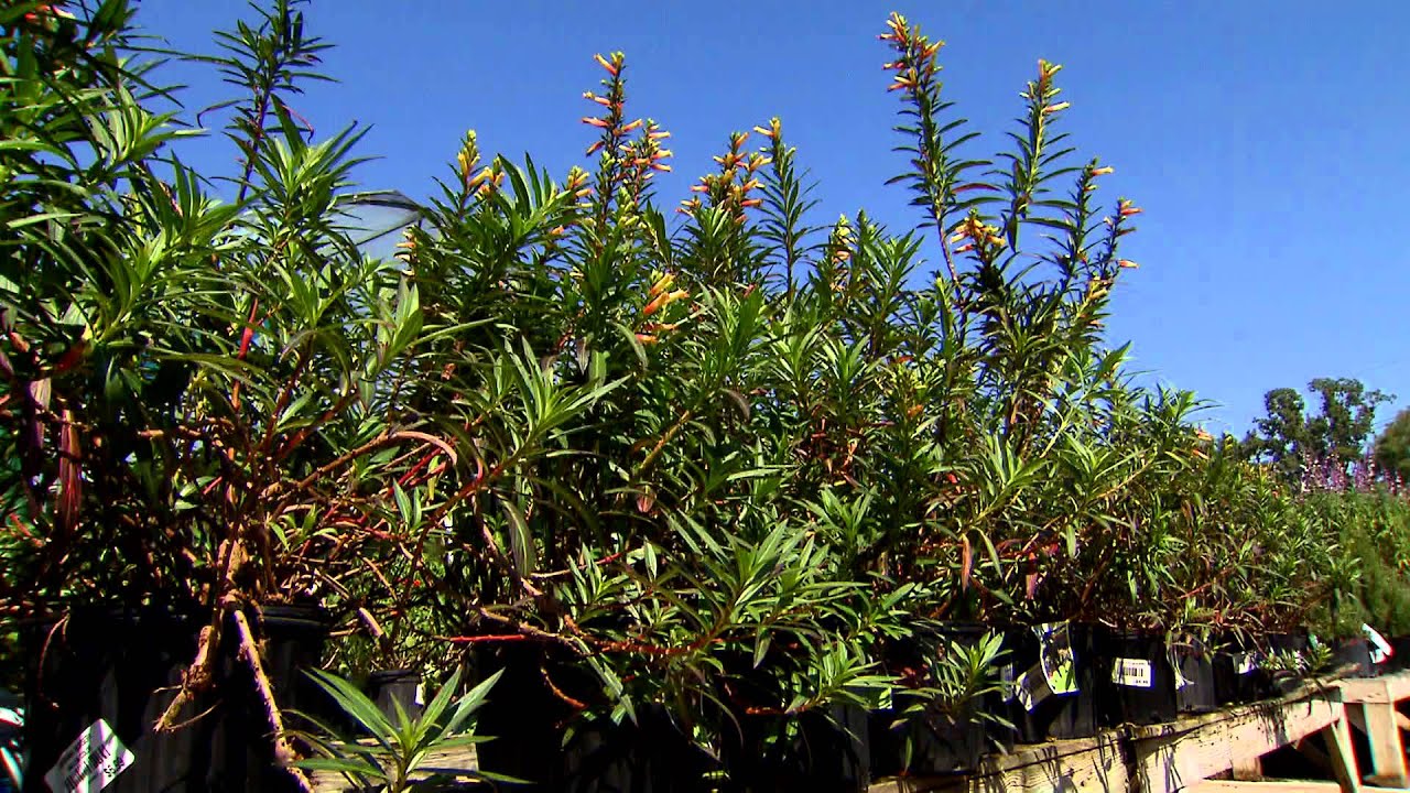 Cigar plants add bright color to fall landscapes - YouTube