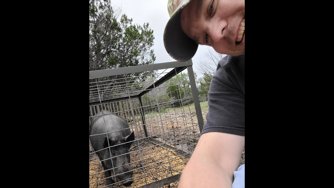 Season 3 Ep 11 - 3 Hogs = 500LBS of Pork Hog/Pig Trapping and Hunting ...