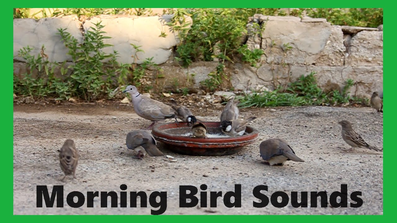 Morning Bird Sounds - YouTube