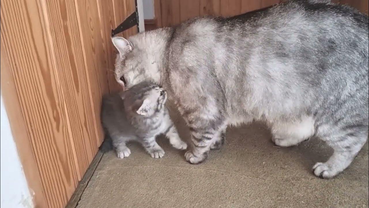 Папа кот соскучился за своим котенком и не отпускает его - YouTube