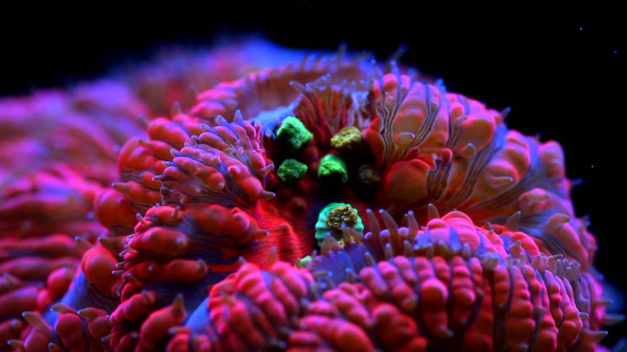 Coral Frenzy LPS Pellet Food - YouTube