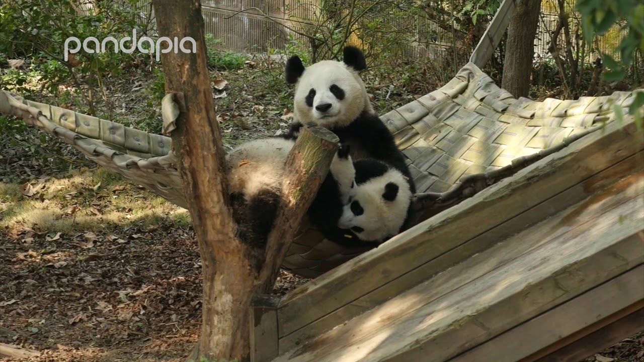 Panda mom playing with babies on a hammock - YouTube