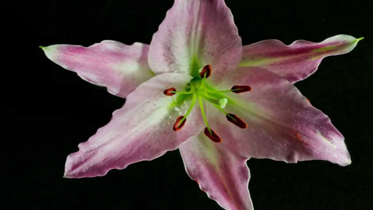 My Favorite Flower Blooming.... Time Lapse Style - YouTube
