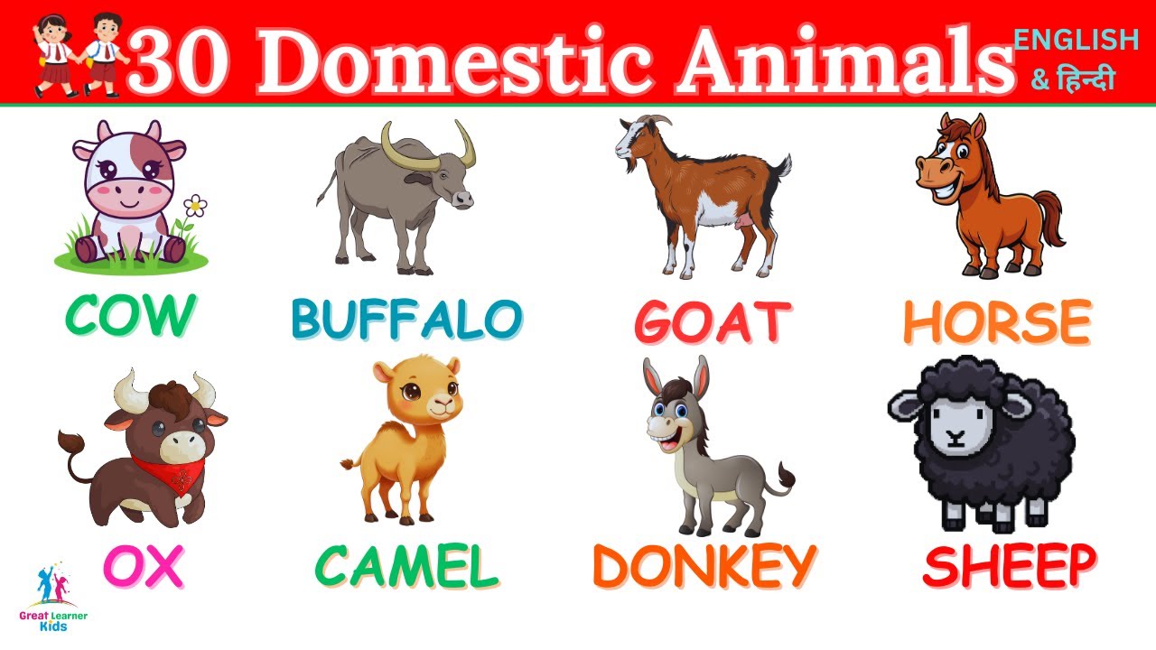 30 Domestic Animals 🐅 in English and Hindi for Kids with Pictures - YouTube