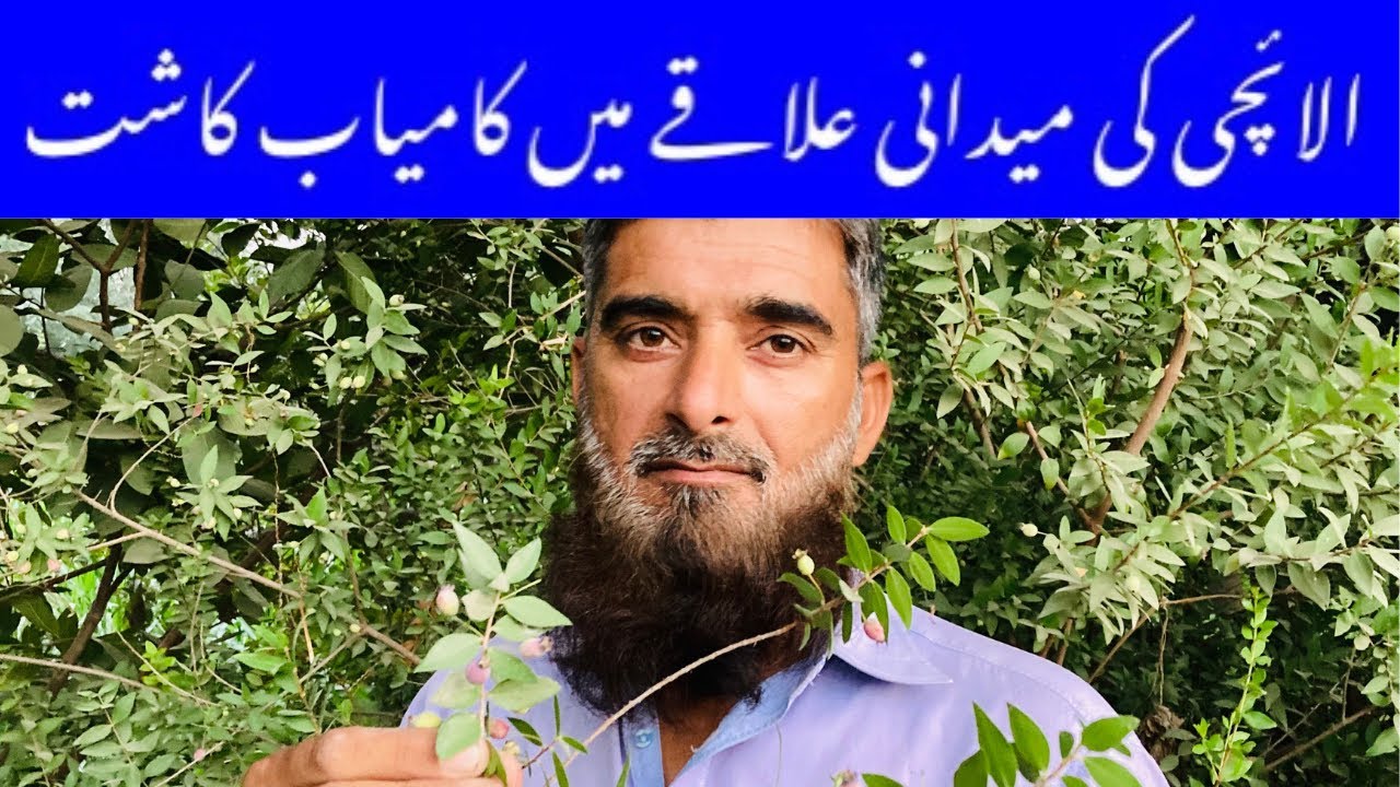 How to grow Cardamom Plant| Elaichi plant| Cardamom Farming | Elaichi ...