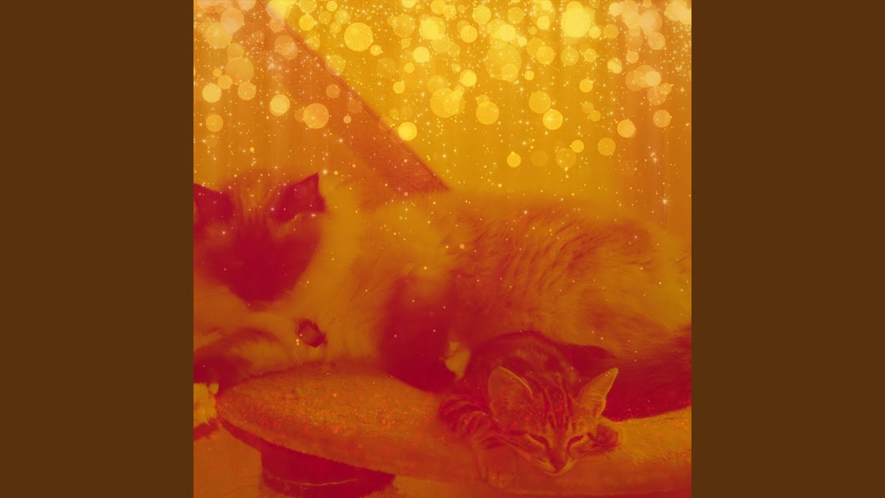 Calming Your Cat (Ambience) - YouTube