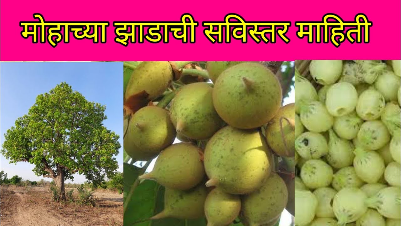 मोहाच्या झाडाची सविस्तर माहिती ( Moha Tree Information ) - YouTube