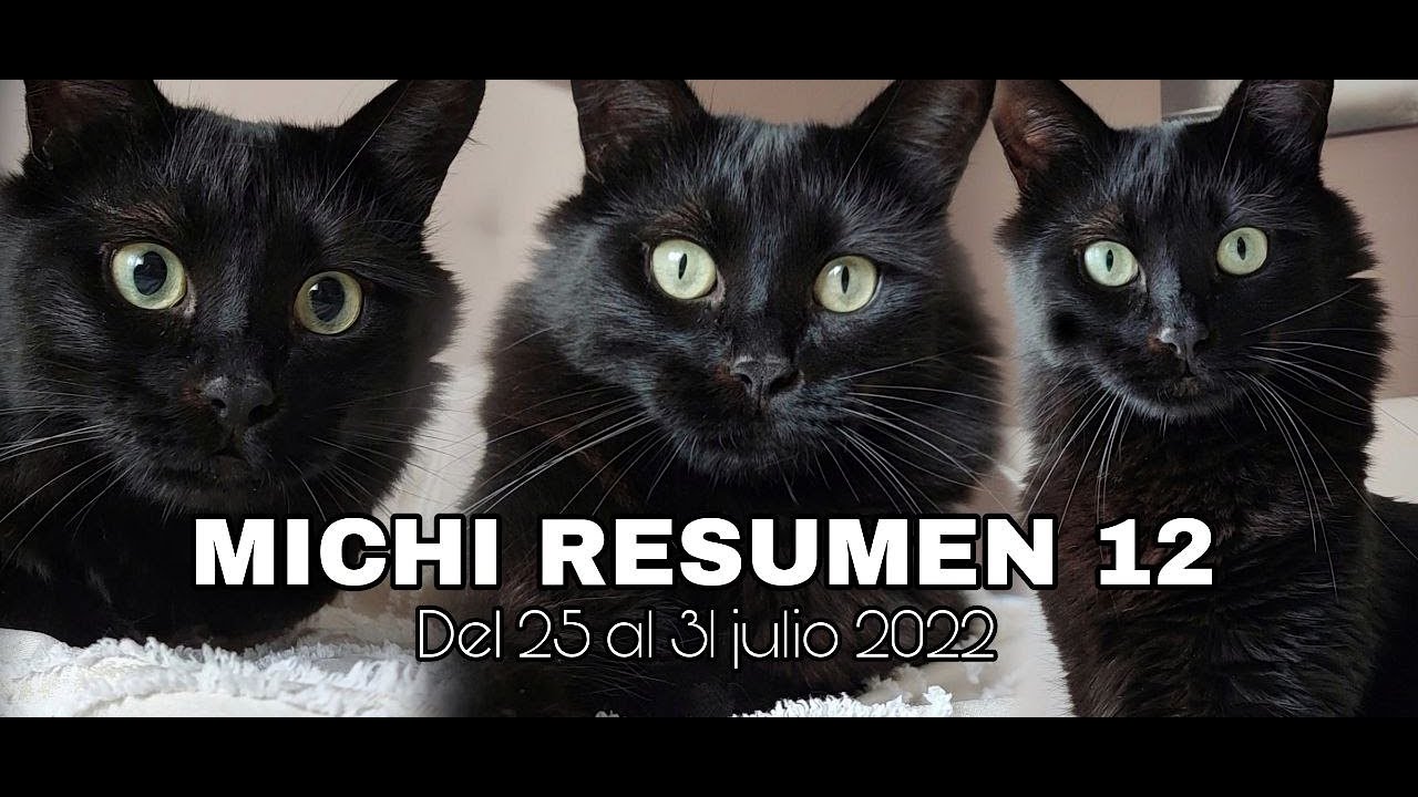 Michi resumen 12. Del 25 al 31 julio 2022 - YouTube