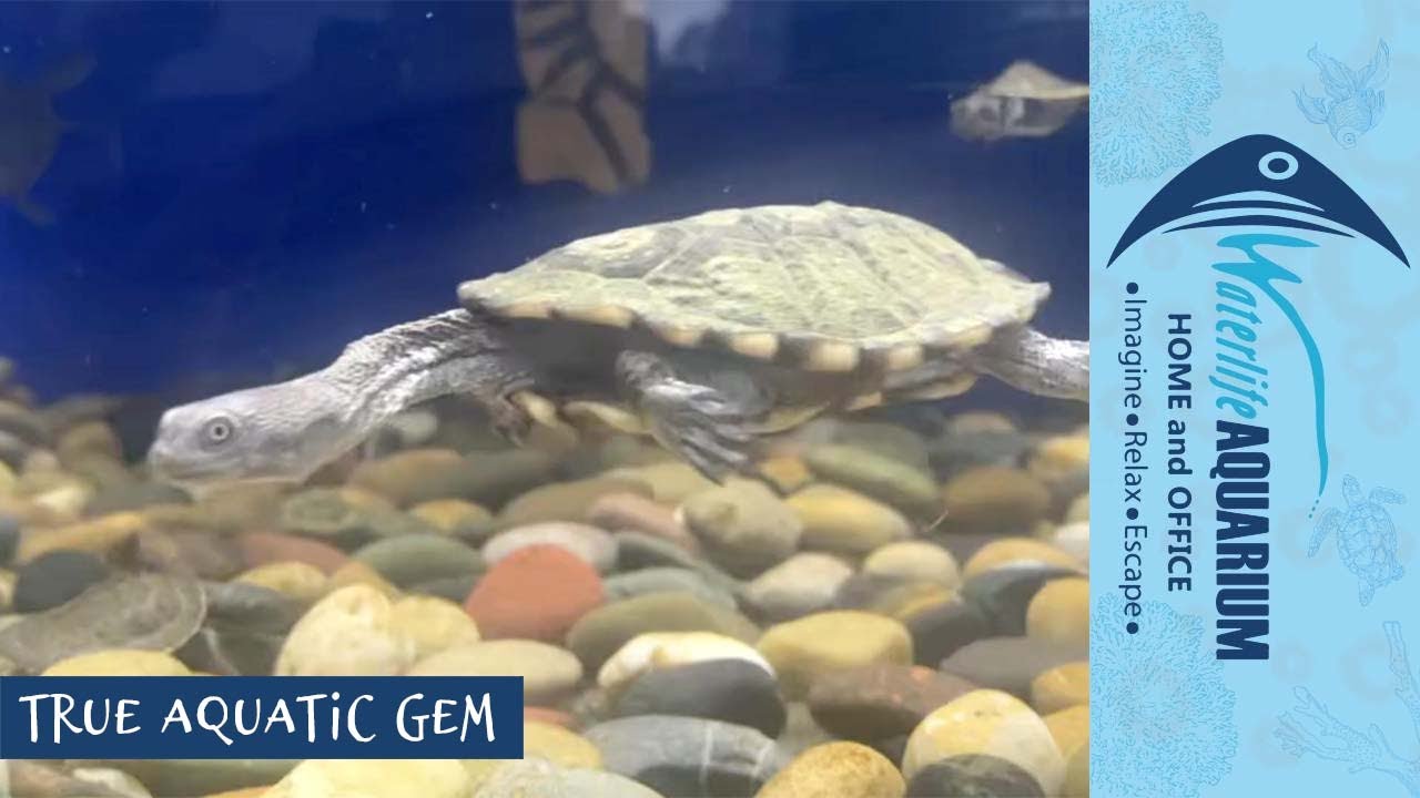 Stunning Murray River Long Neck Turtle | Waterlife Aquarium - YouTube