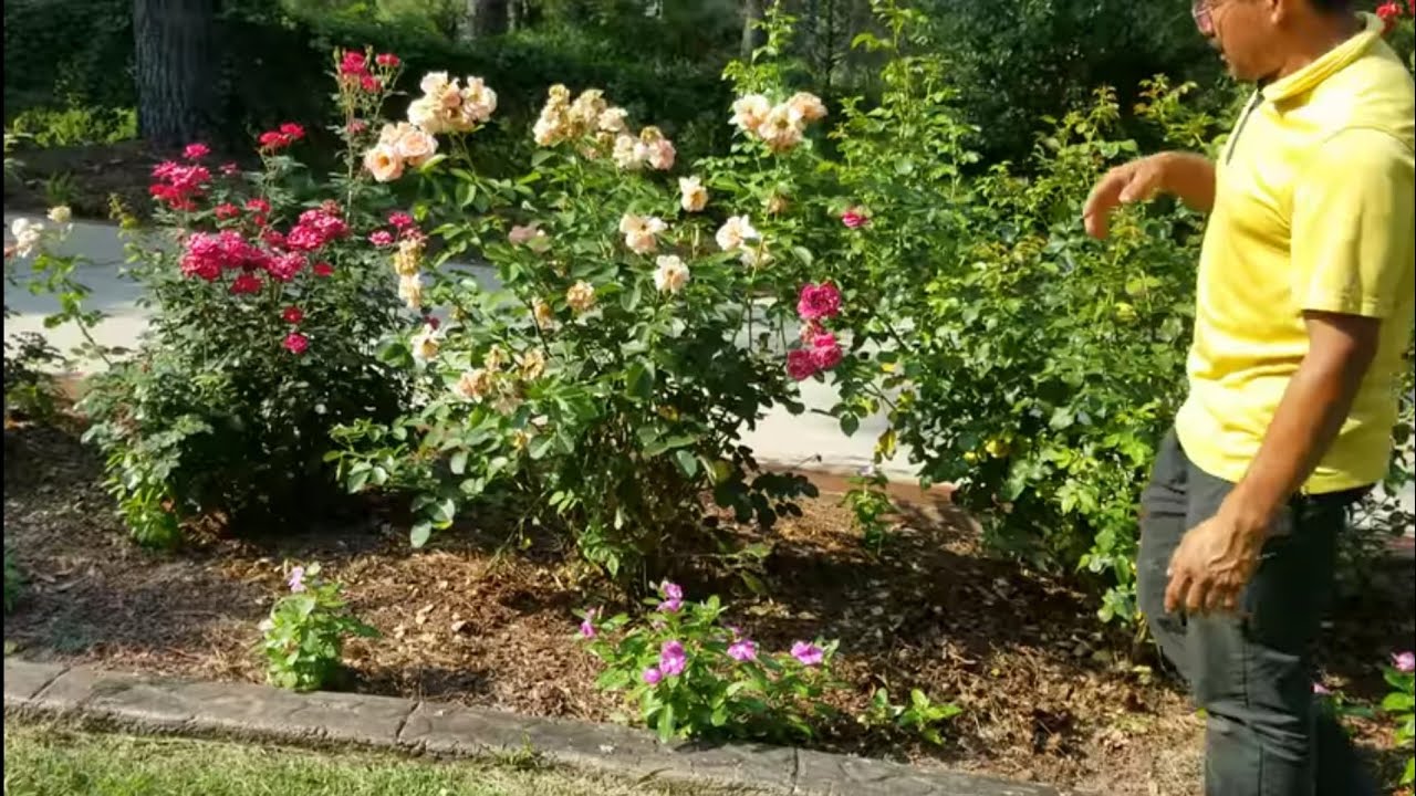 como cuidar las rosas - YouTube