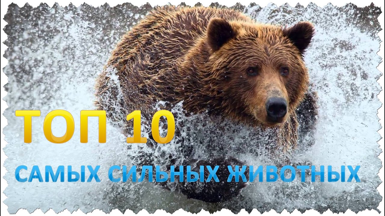 Топ 10 Самых сильных животных Youtube